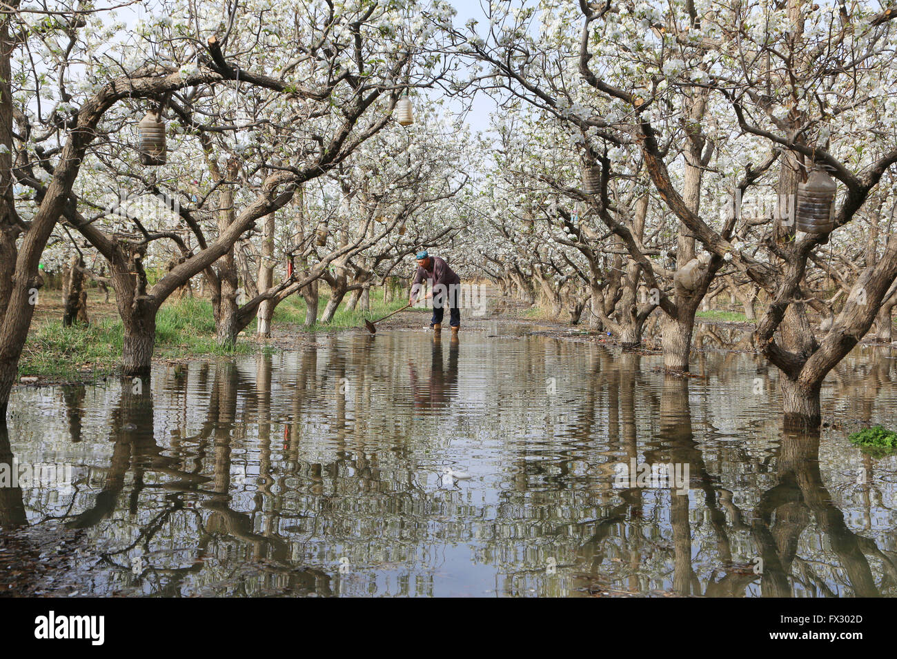 Yuli, China's Xinjiang Uygur Autonomous Region. 9th Apr, 2016. Farmer ...