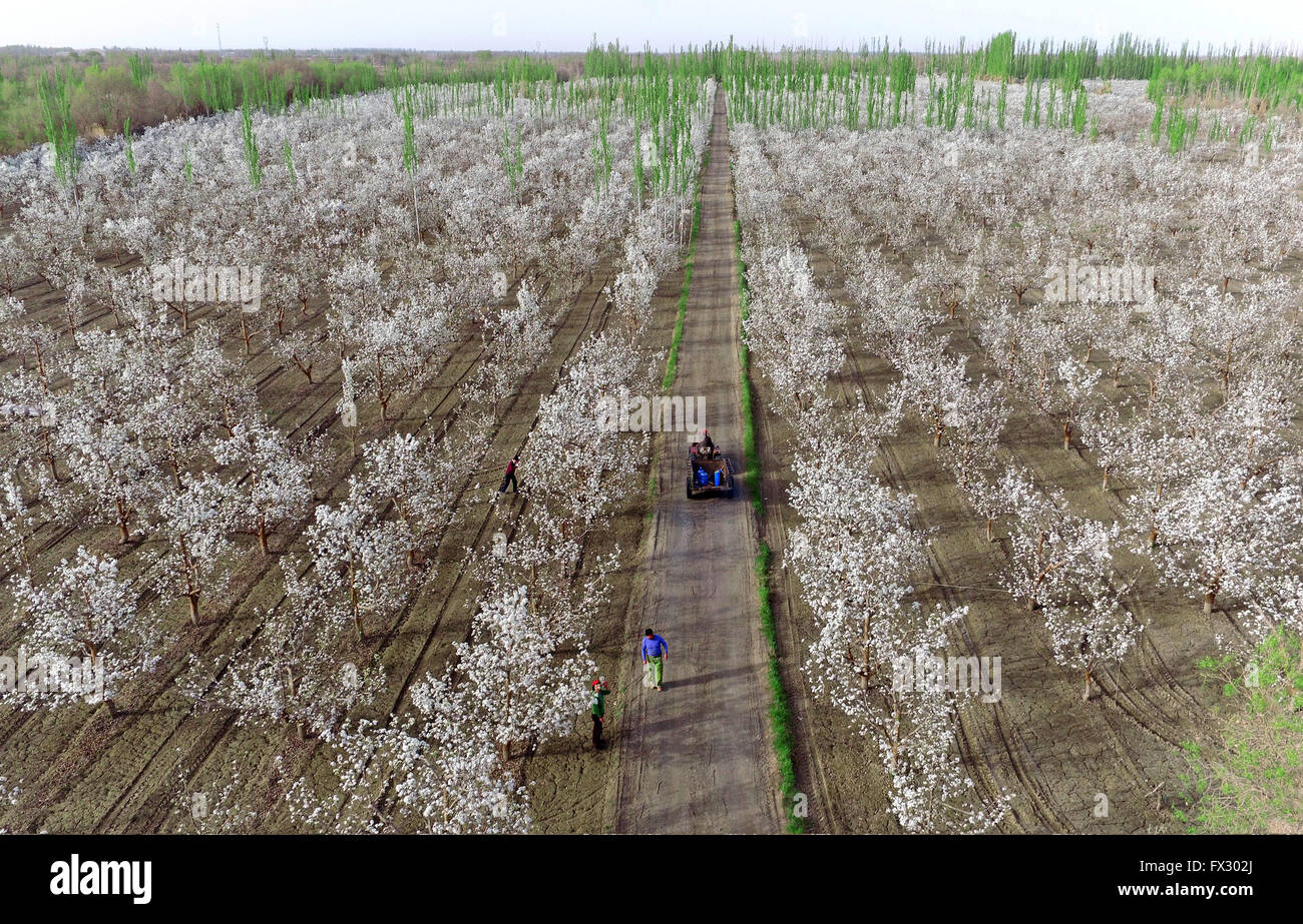Yuli, China's Xinjiang Uygur Autonomous Region. 9th Apr, 2016. Farmers ...