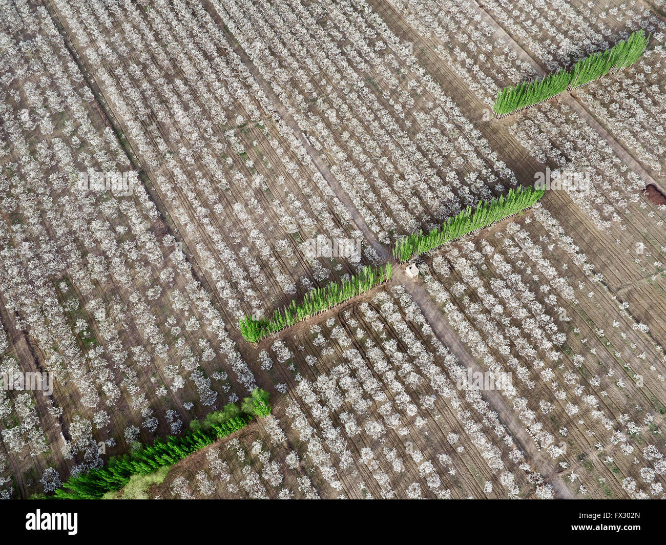 Yuli. 9th Apr, 2016. Aerial photo taken on April 9, 2016 shows pear ...