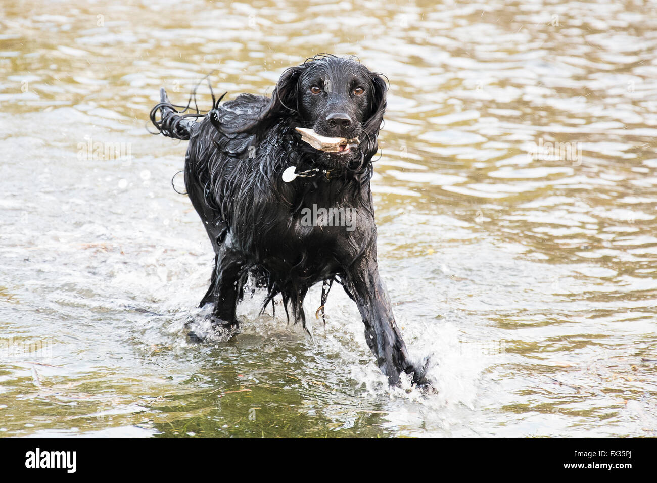 Radnor gardens hi-res stock photography and images - Alamy