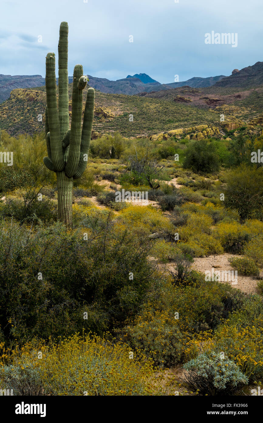 Hidden Treasures in the Arizona Desert Stock Photo - Alamy