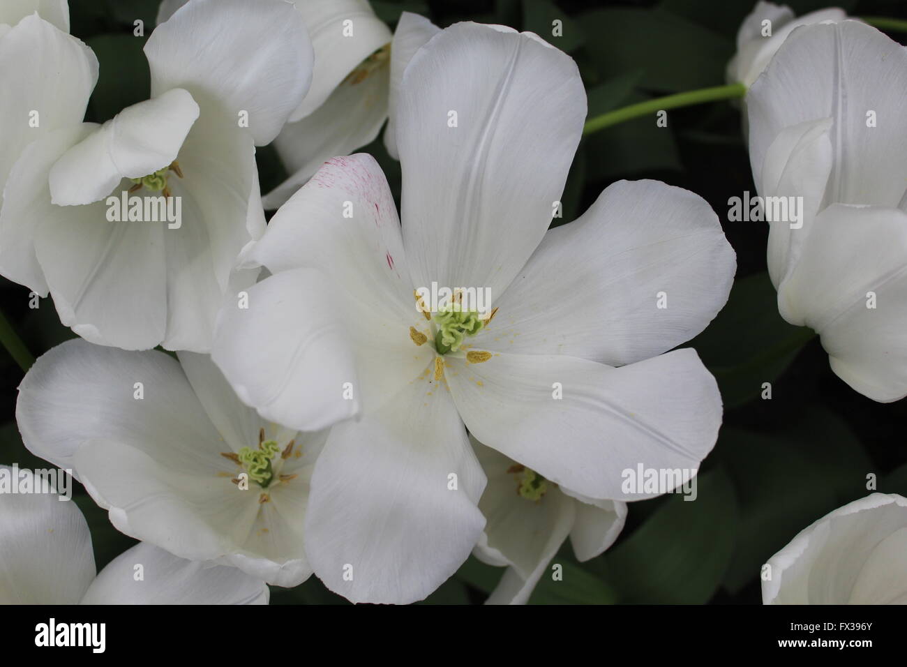 White Flower Close Up Stock Photo - Alamy