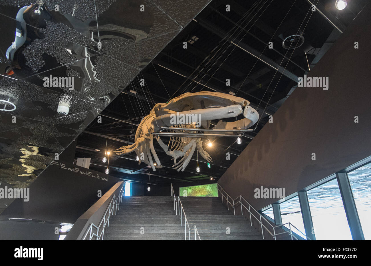 Interior,inside The Blue Museum. Skeleton of a fin whale at entrance of ...