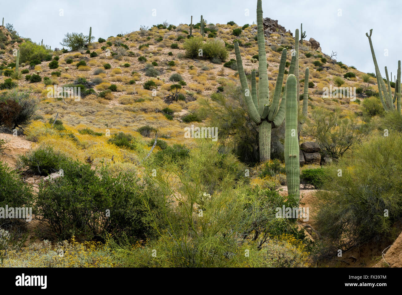 Hidden Treasures in the Arizona Desert Stock Photo - Alamy