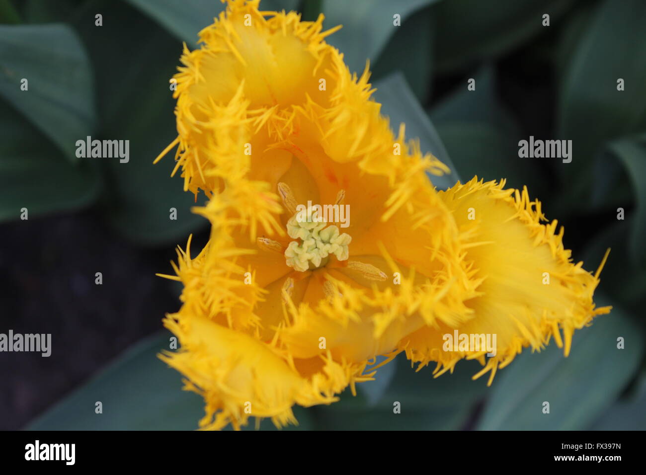 Yellow tulip flower close hi-res stock photography and images - Alamy