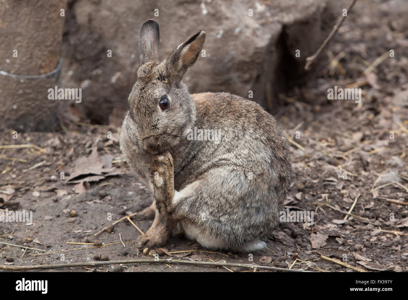 European rabbit (Oryctolagus cuniculus), also known as the common ...