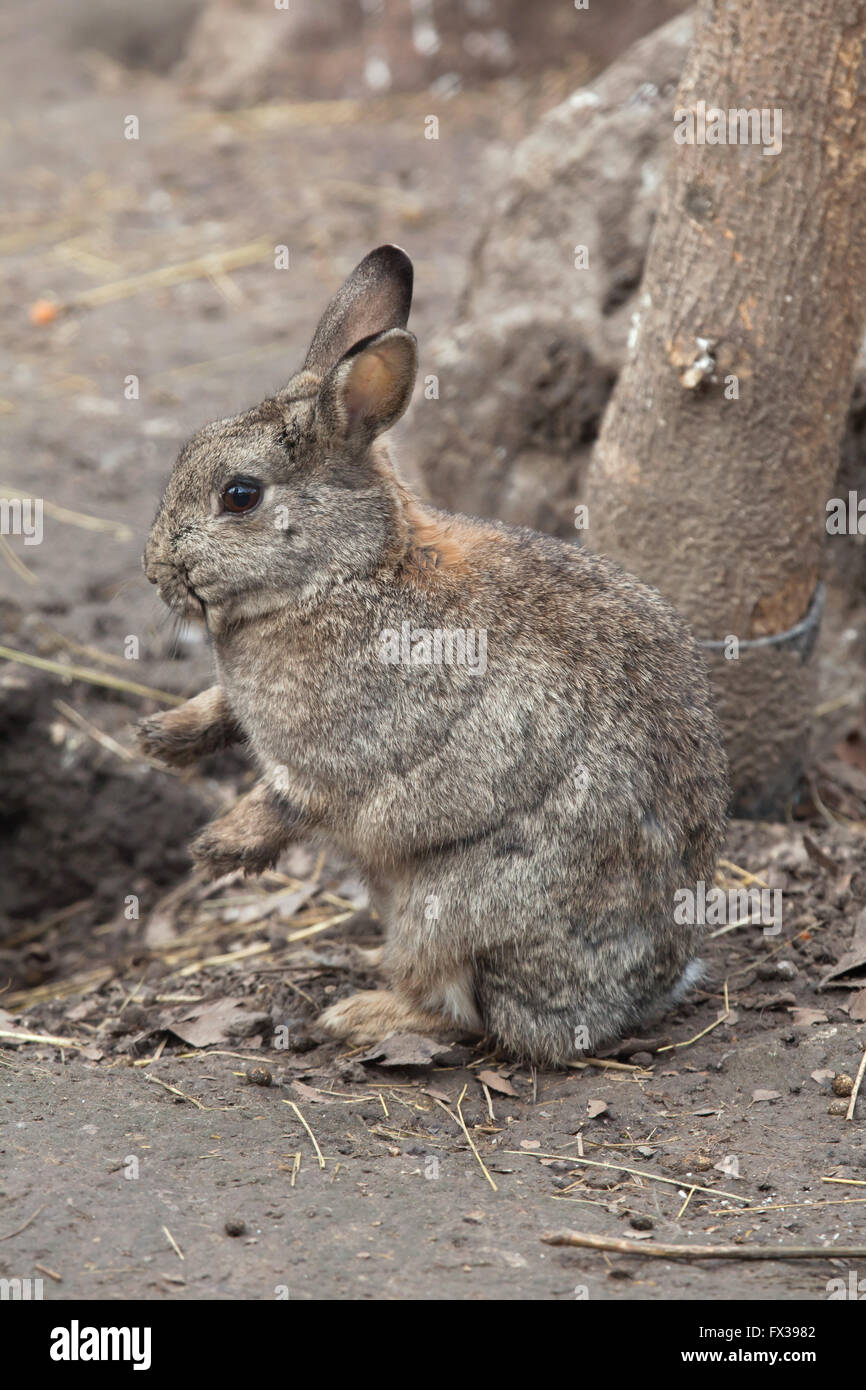 European rabbit (Oryctolagus cuniculus), also known as the common ...