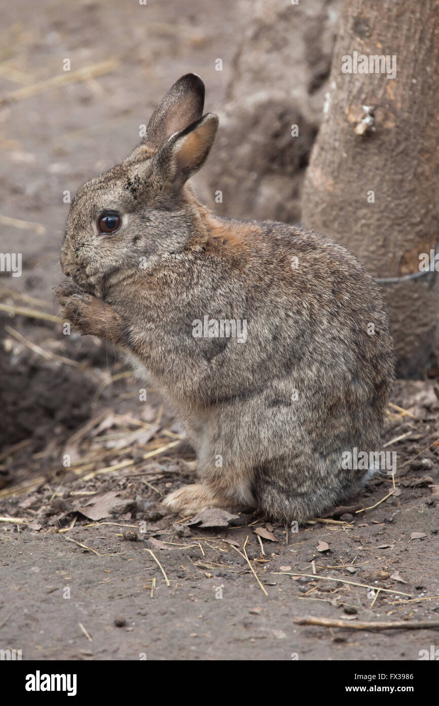 African rabbits High Resolution Stock Photography and Images - Alamy
