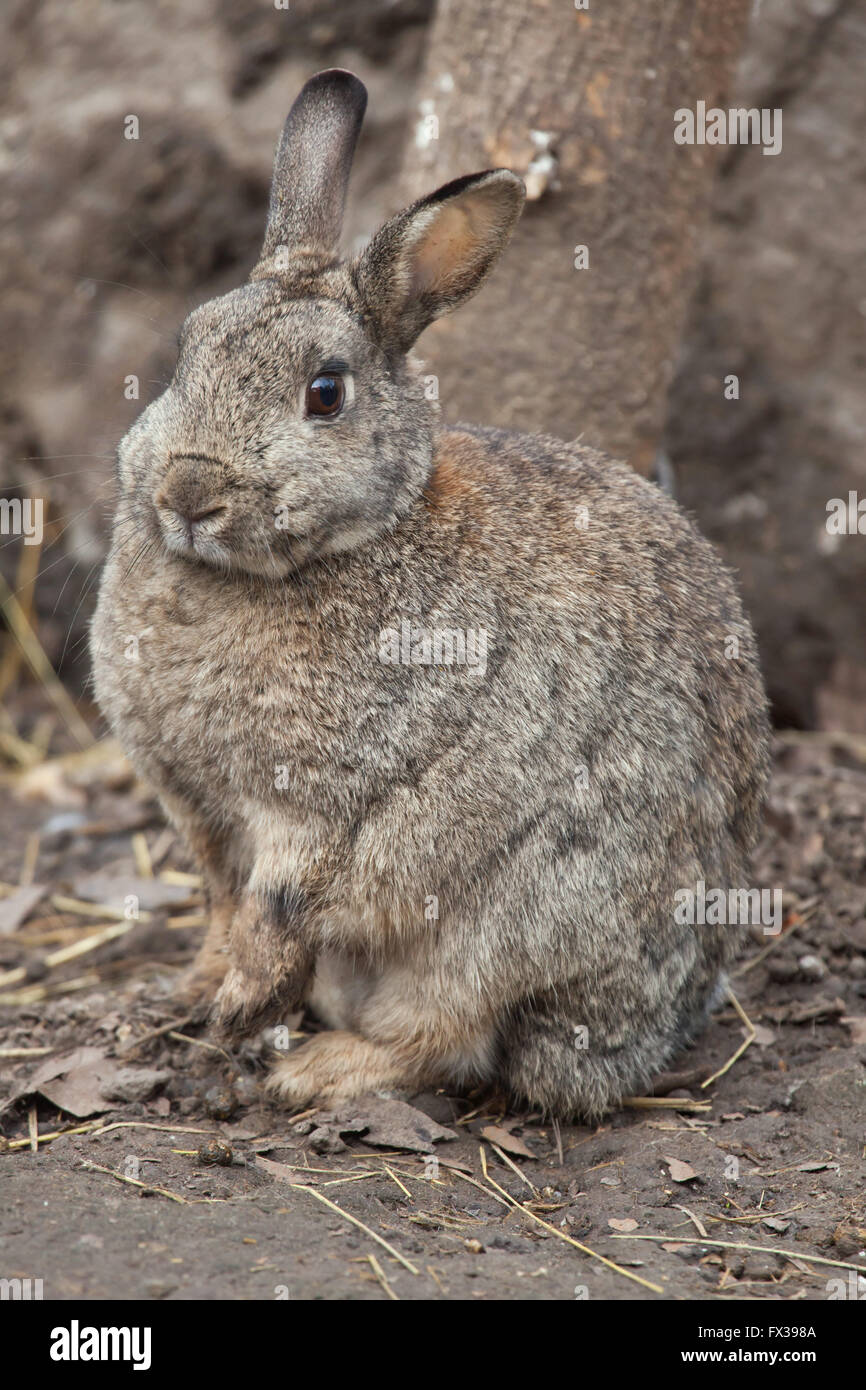 European rabbit (Oryctolagus cuniculus), also known as the common ...