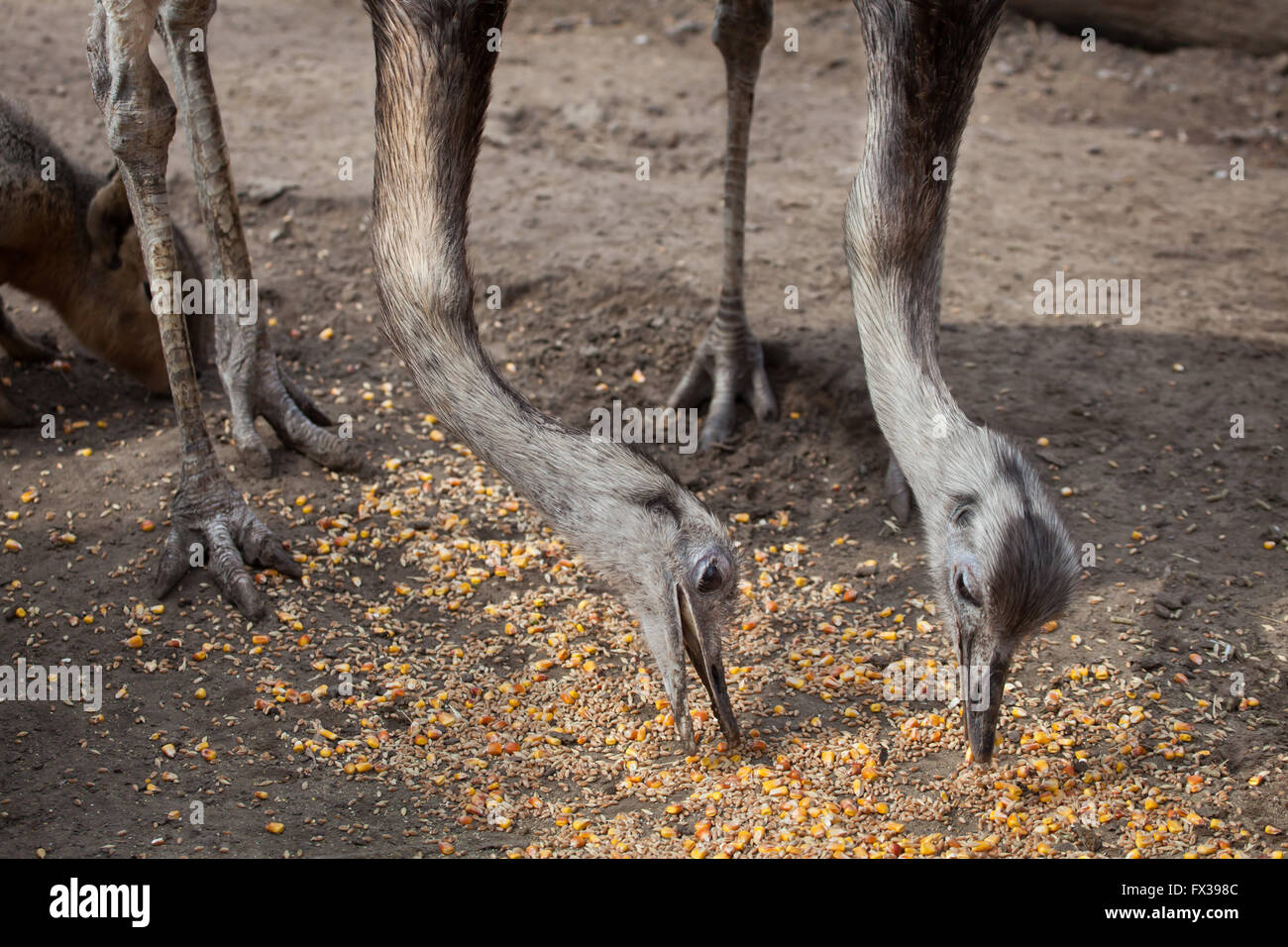 Greater rhea (Rhea americana), also known as the American rhea. eating ...