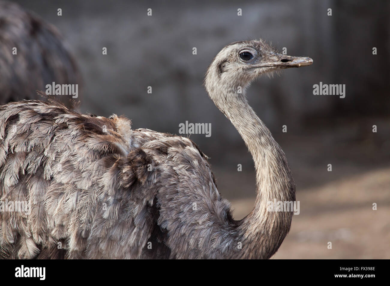 Greater rhea (Rhea americana), also known as the American rhea Stock ...