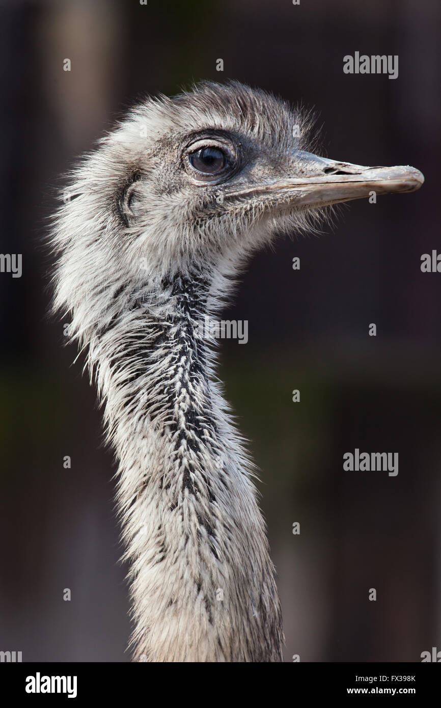 Greater rhea (Rhea americana), also known as the American rhea Stock ...
