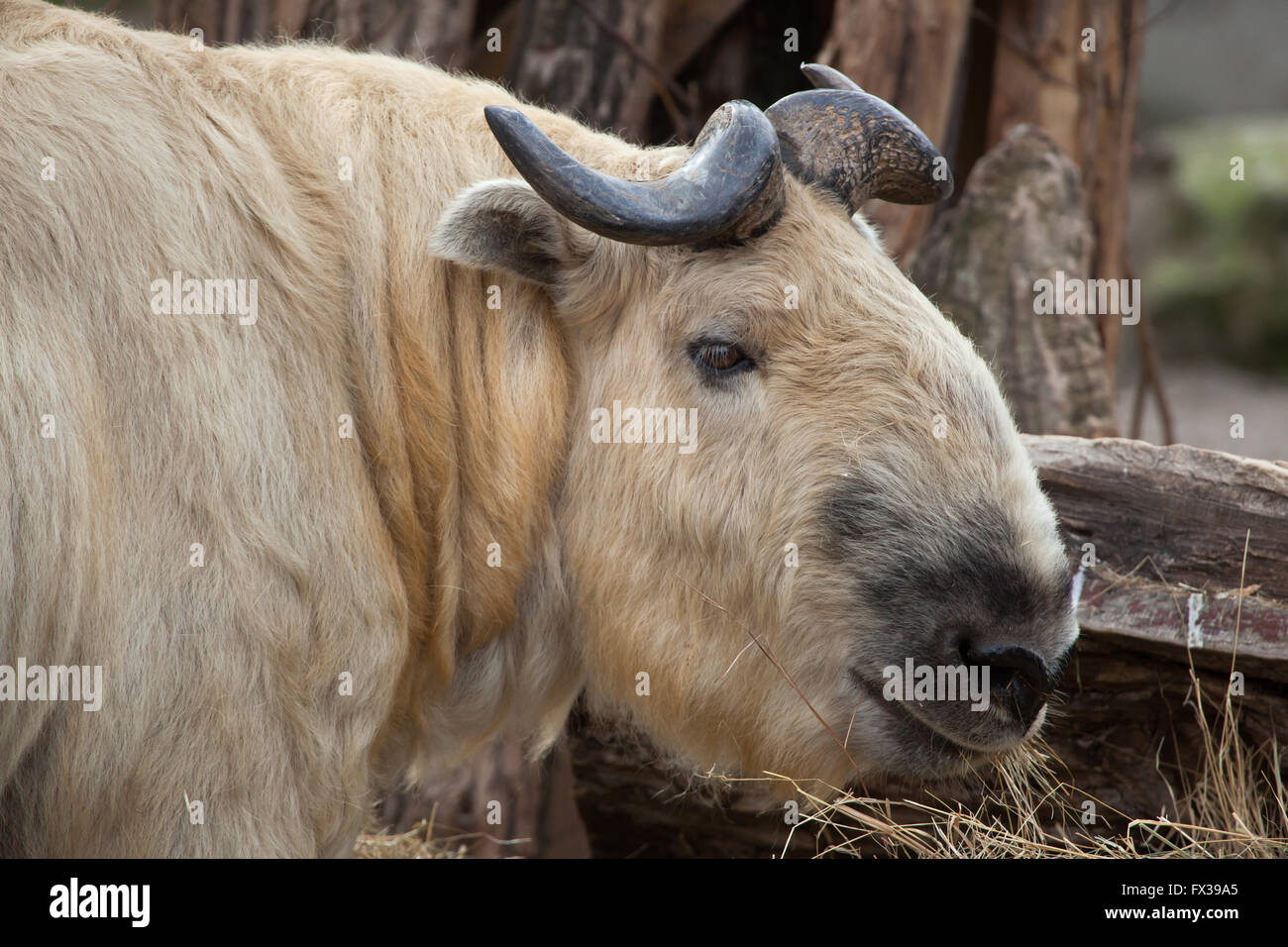 Tibetan goat hi-res stock photography and images - Alamy