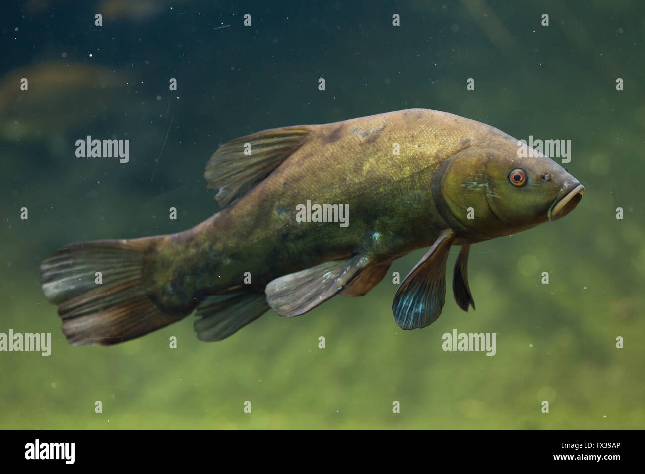 Tench (Tinca tinca), also known as the doctor fish at Budapest Zoo in ...