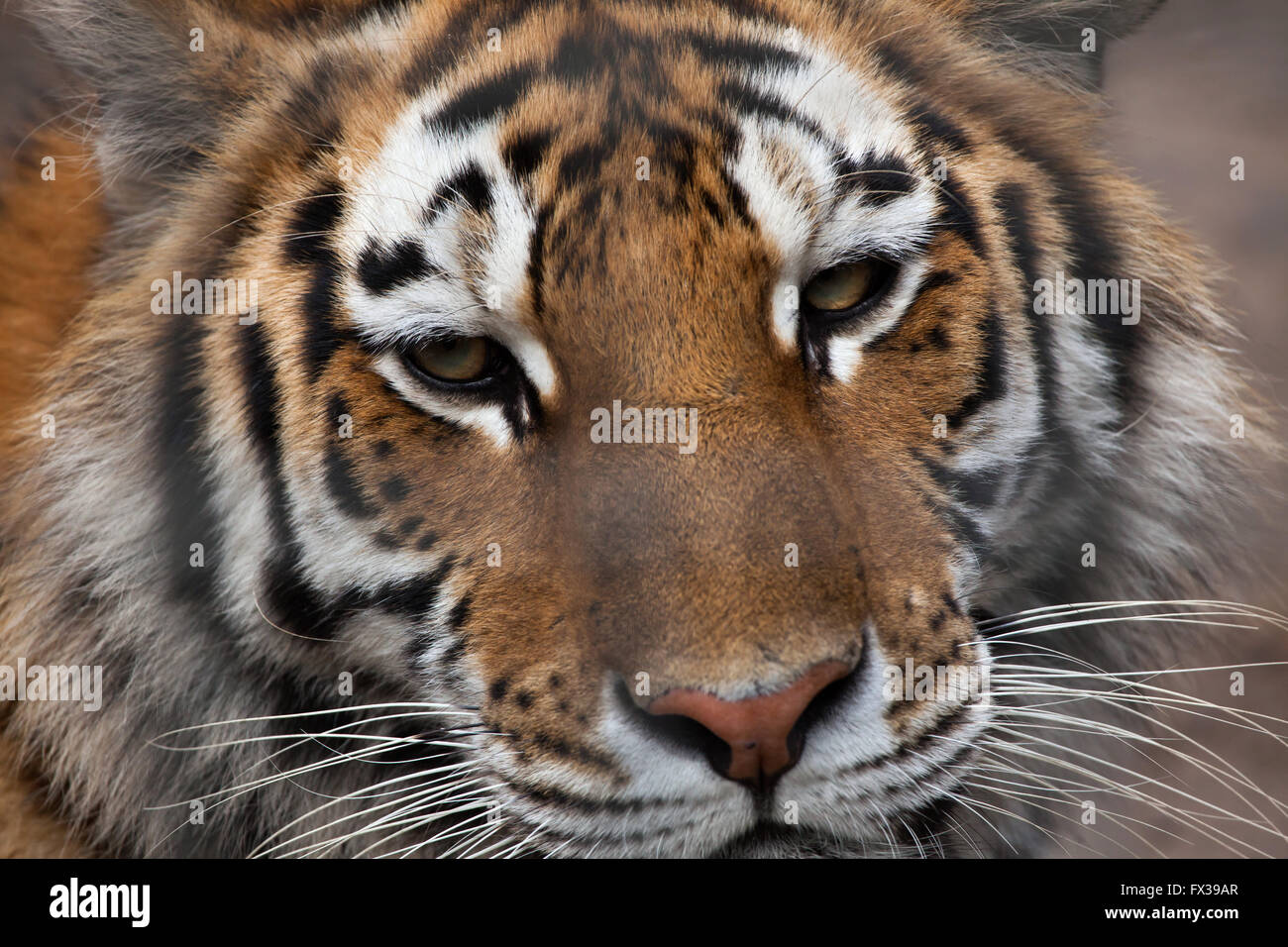 Siberian tiger (Panthera tigris altaica), also known as the Amur tiger ...