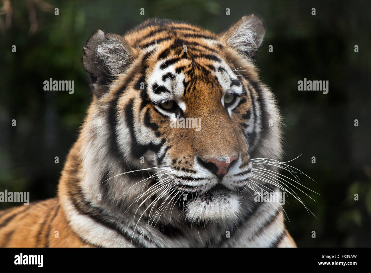 Siberian tiger (Panthera tigris altaica), also known as the Amur tiger ...