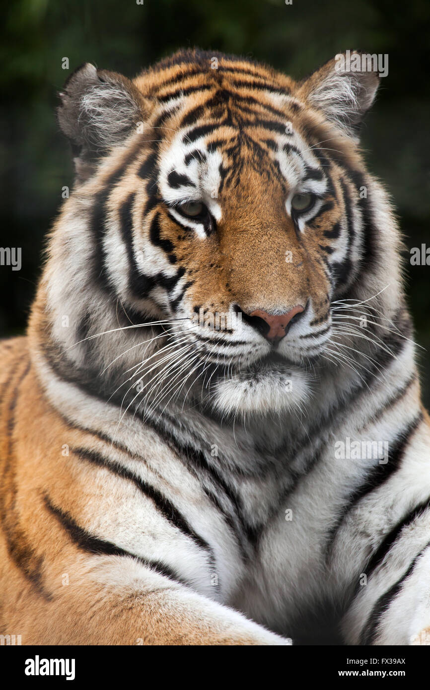 Siberian tiger (Panthera tigris altaica), also known as the Amur tiger ...