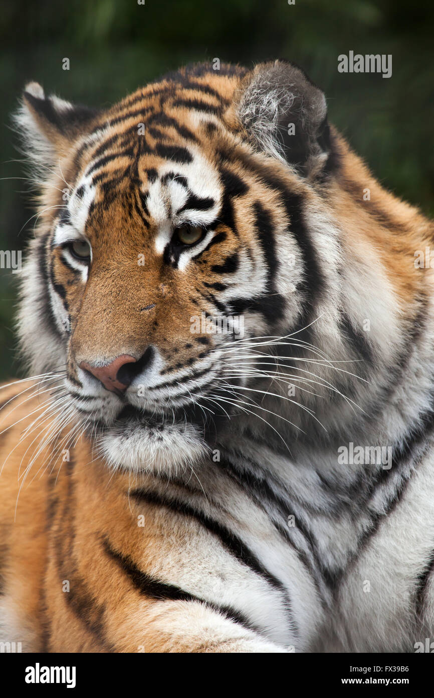 Siberian tiger (Panthera tigris altaica), also known as the Amur tiger ...
