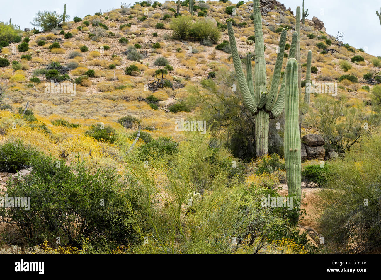 Hidden Treasures in the Arizona Desert Stock Photo - Alamy