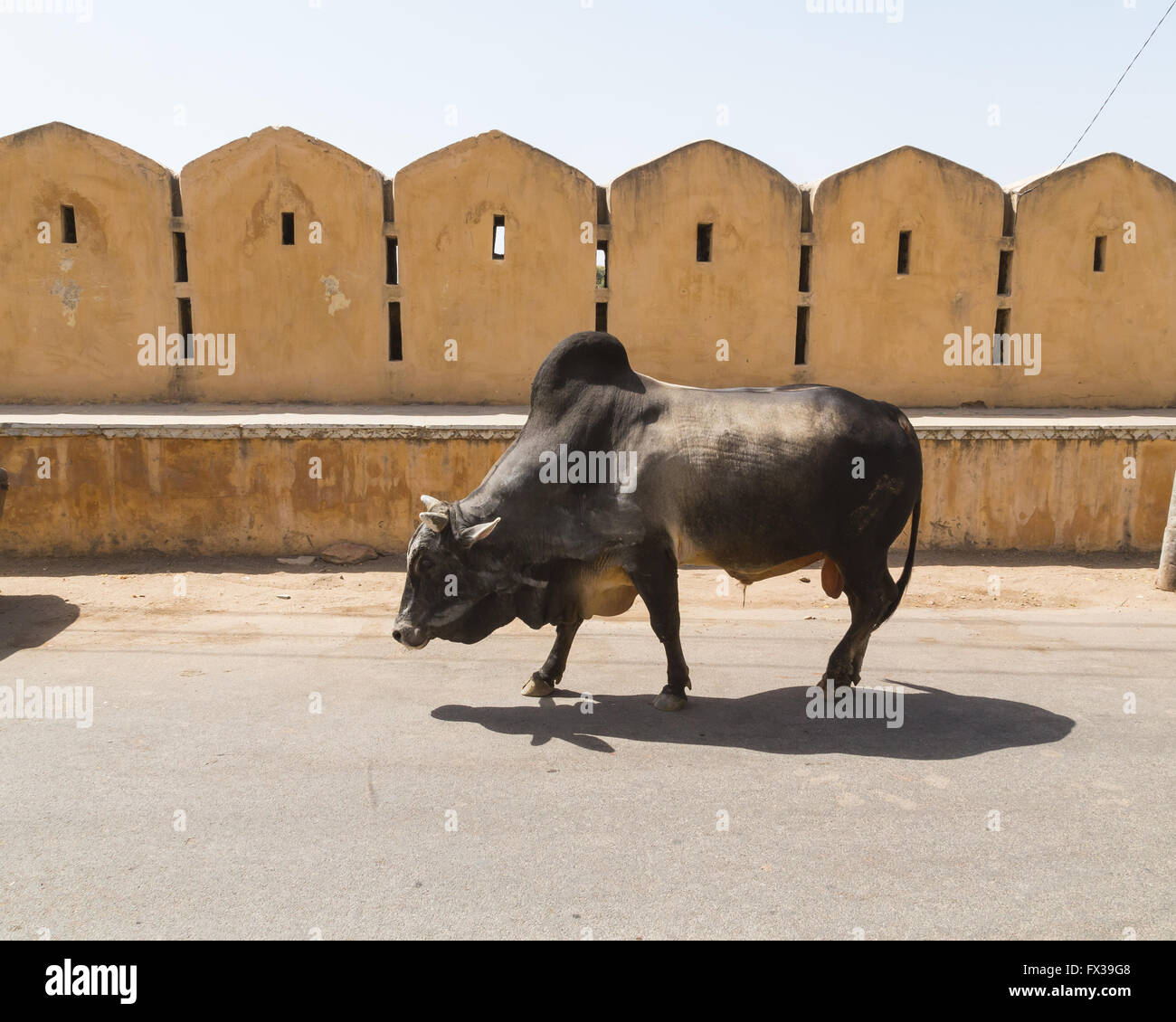 India street animal hi-res stock photography and images - Alamy