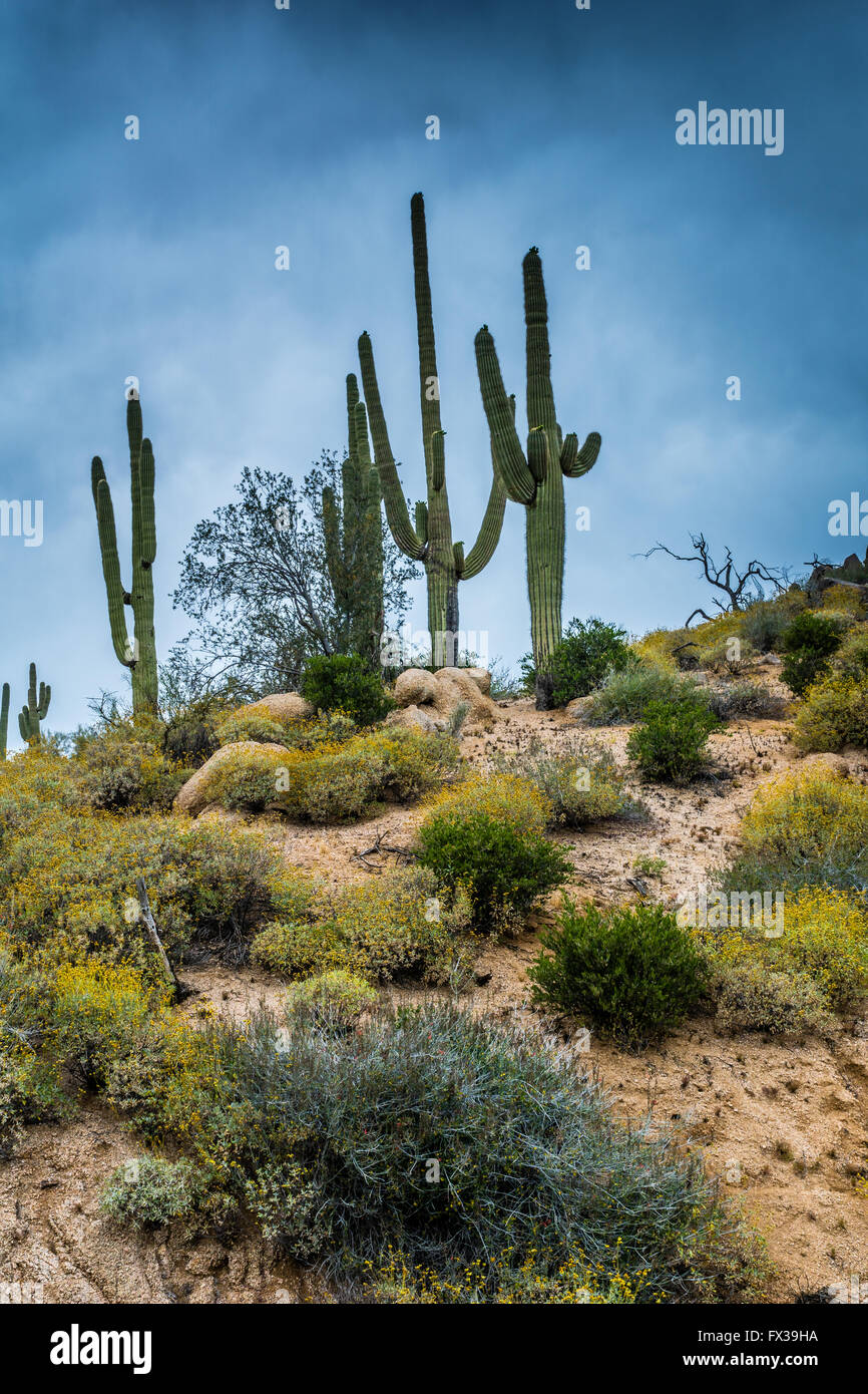 Hidden Treasures in the Arizona Desert Stock Photo - Alamy