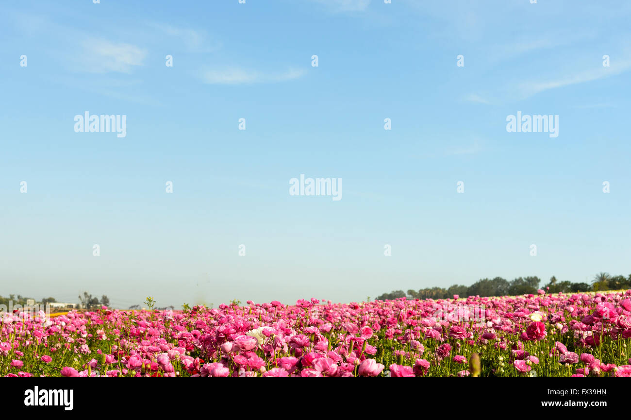 Pink flowers meet the blue horizon Stock Photo - Alamy