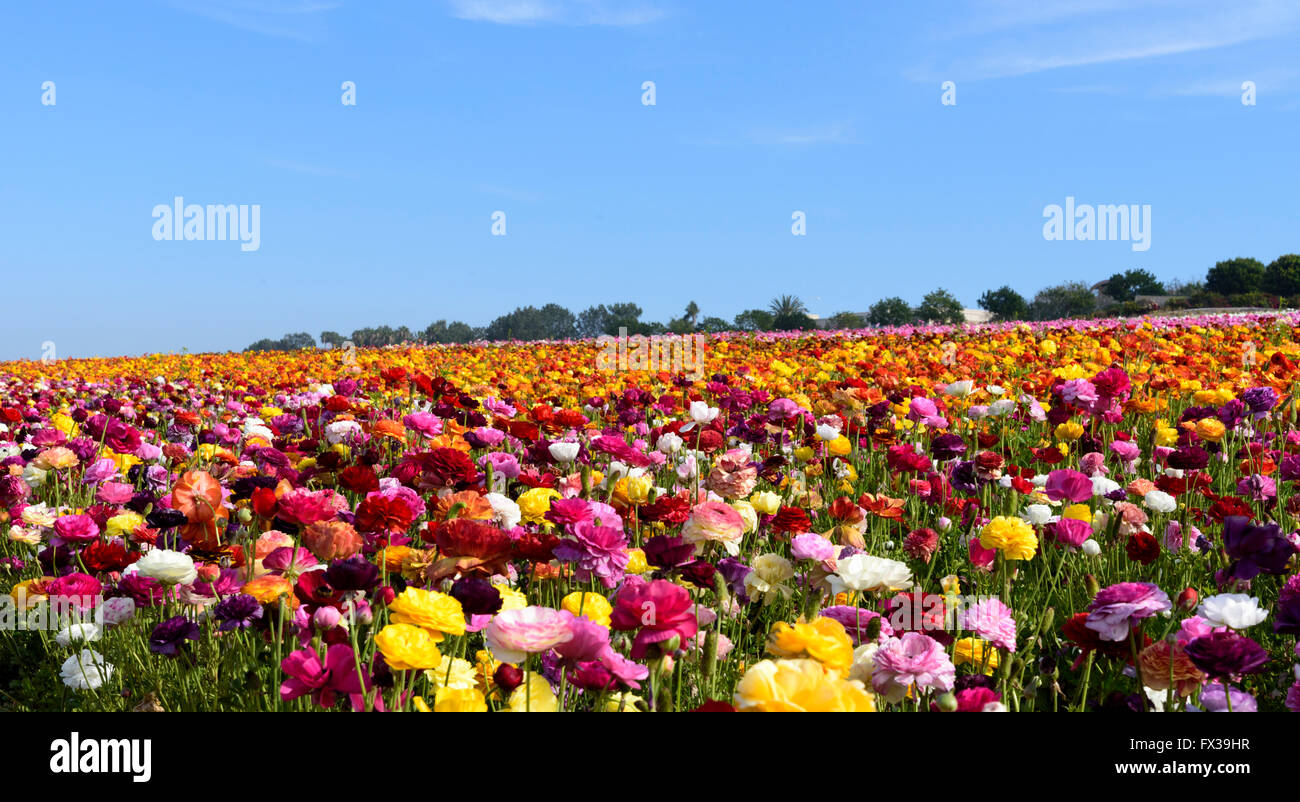 Field of colorful flowers meet the blue horizon Stock Photo - Alamy