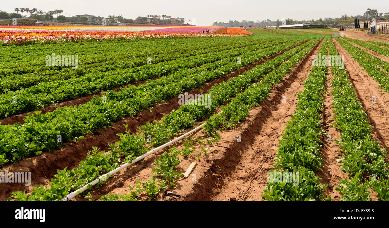 Rows of green plants. Farming, irrigation pip[line Stock Photo - Alamy