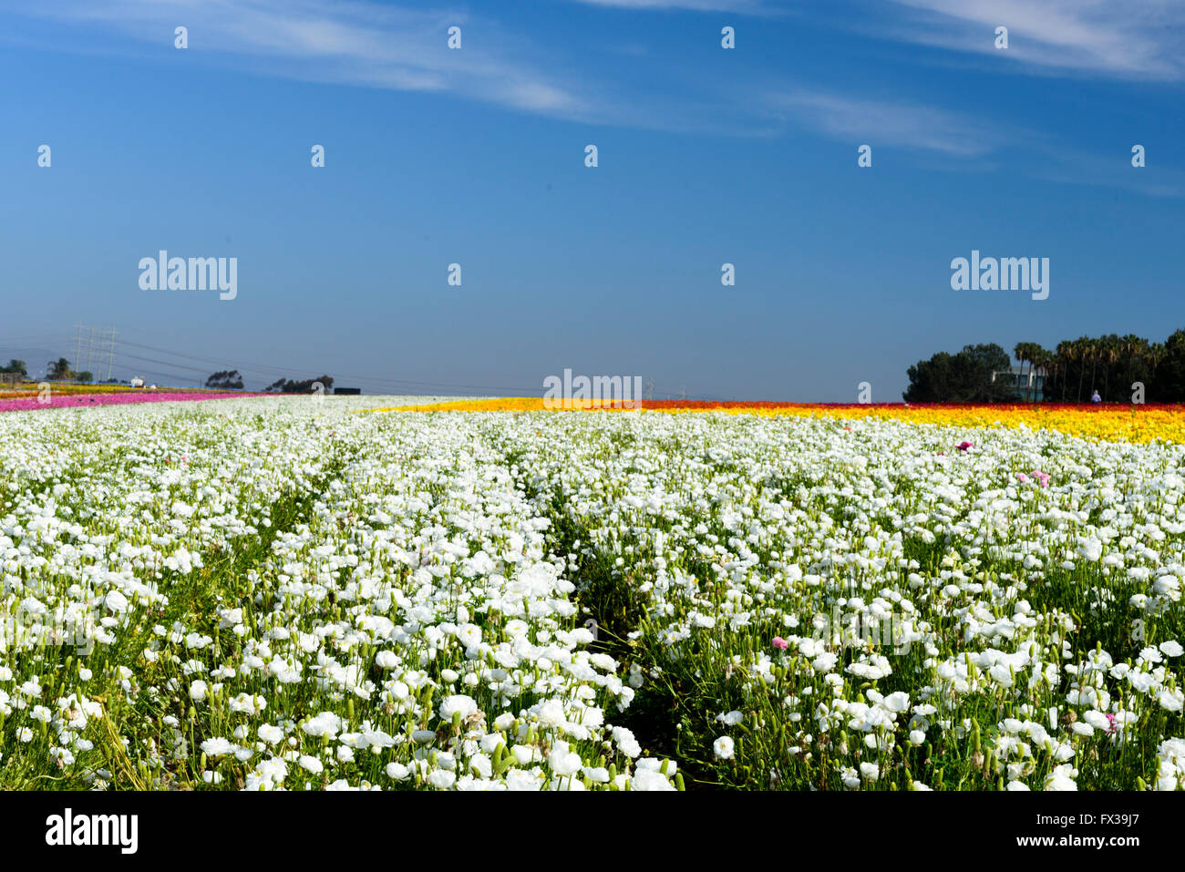Imagine flowers hi-res stock photography and images - Alamy