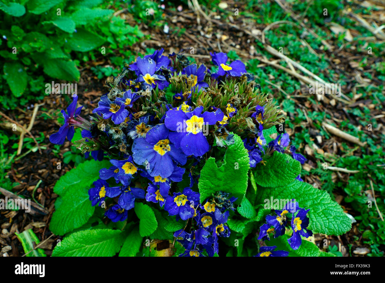 BLUE PRIMROSE TASTY! Stock Photo - Alamy