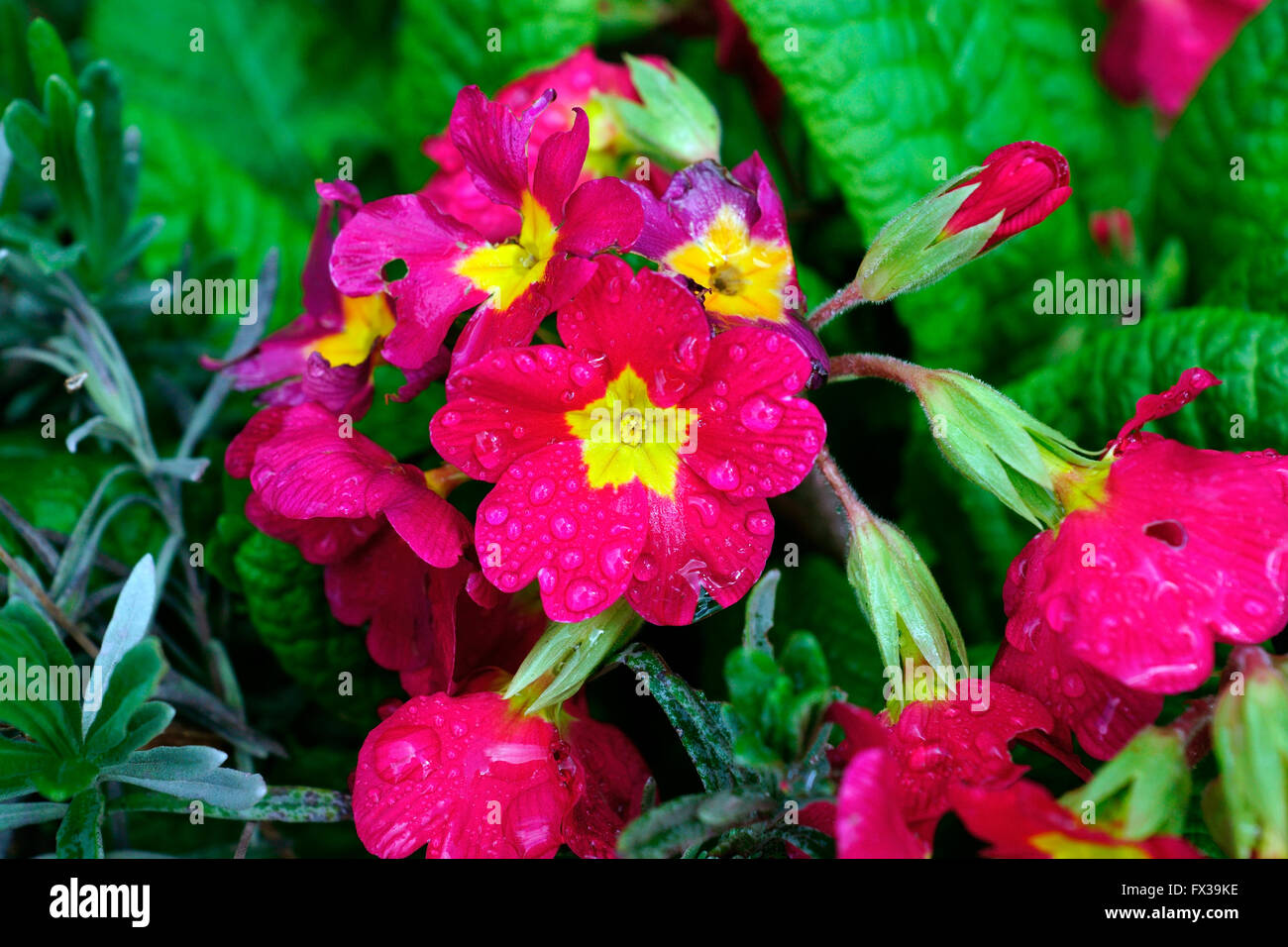 Primrose wine hi-res stock photography and images - Alamy