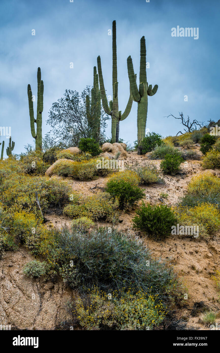 Hidden Treasures in the Arizona Desert Stock Photo - Alamy