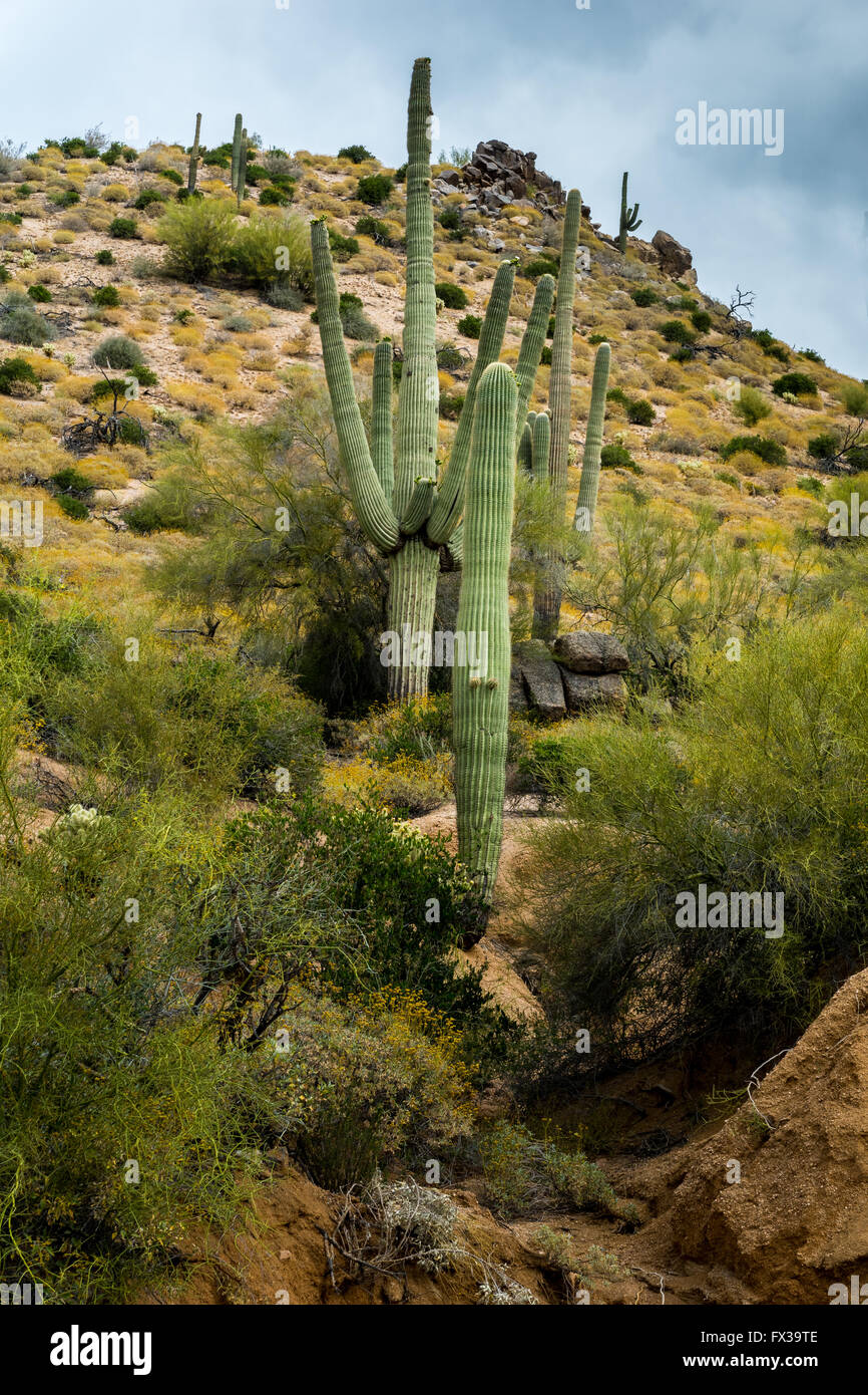 Hidden Treasures in the Arizona Desert Stock Photo - Alamy