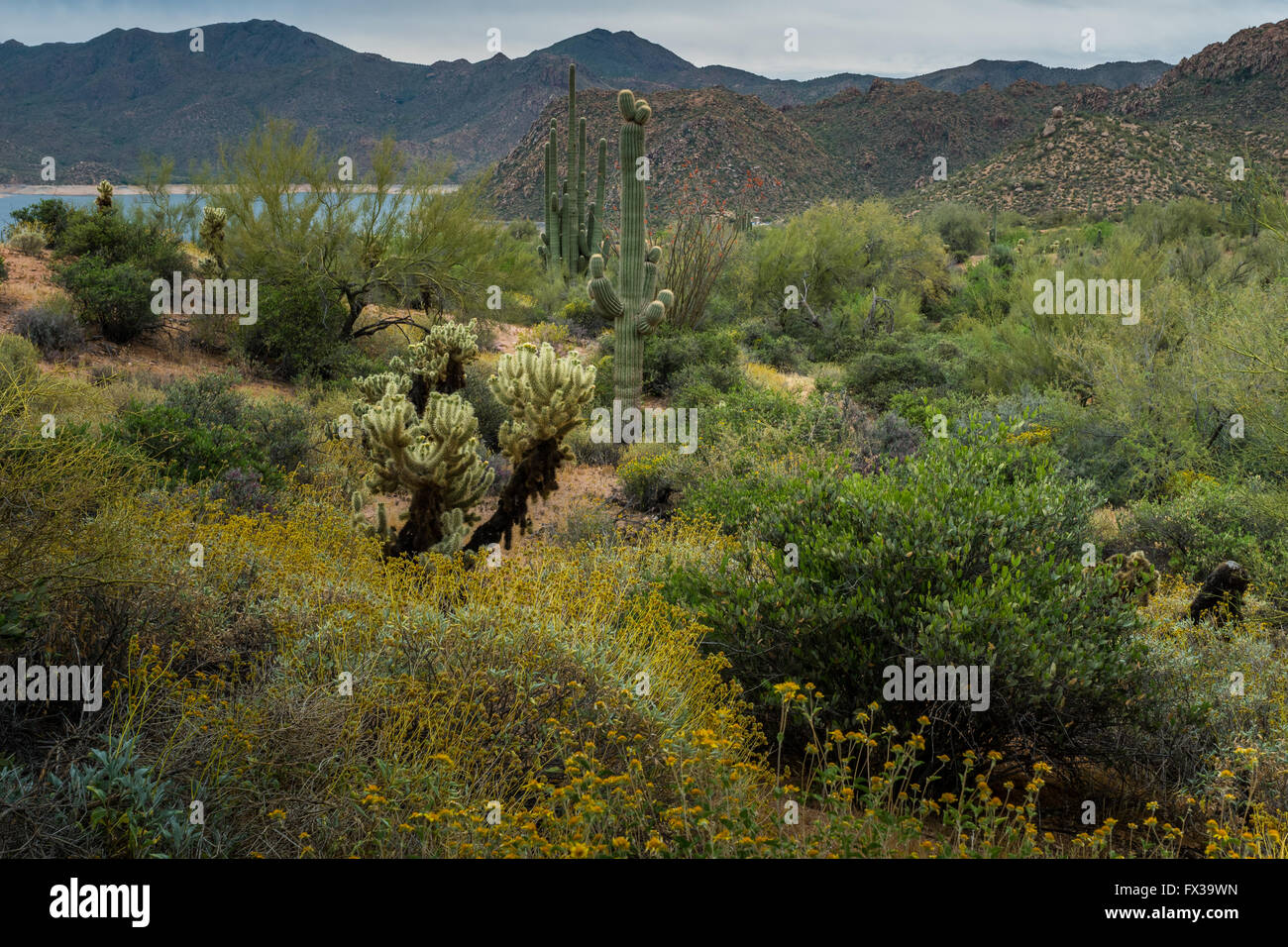 Hidden Treasures in the Arizona Desert Stock Photo - Alamy
