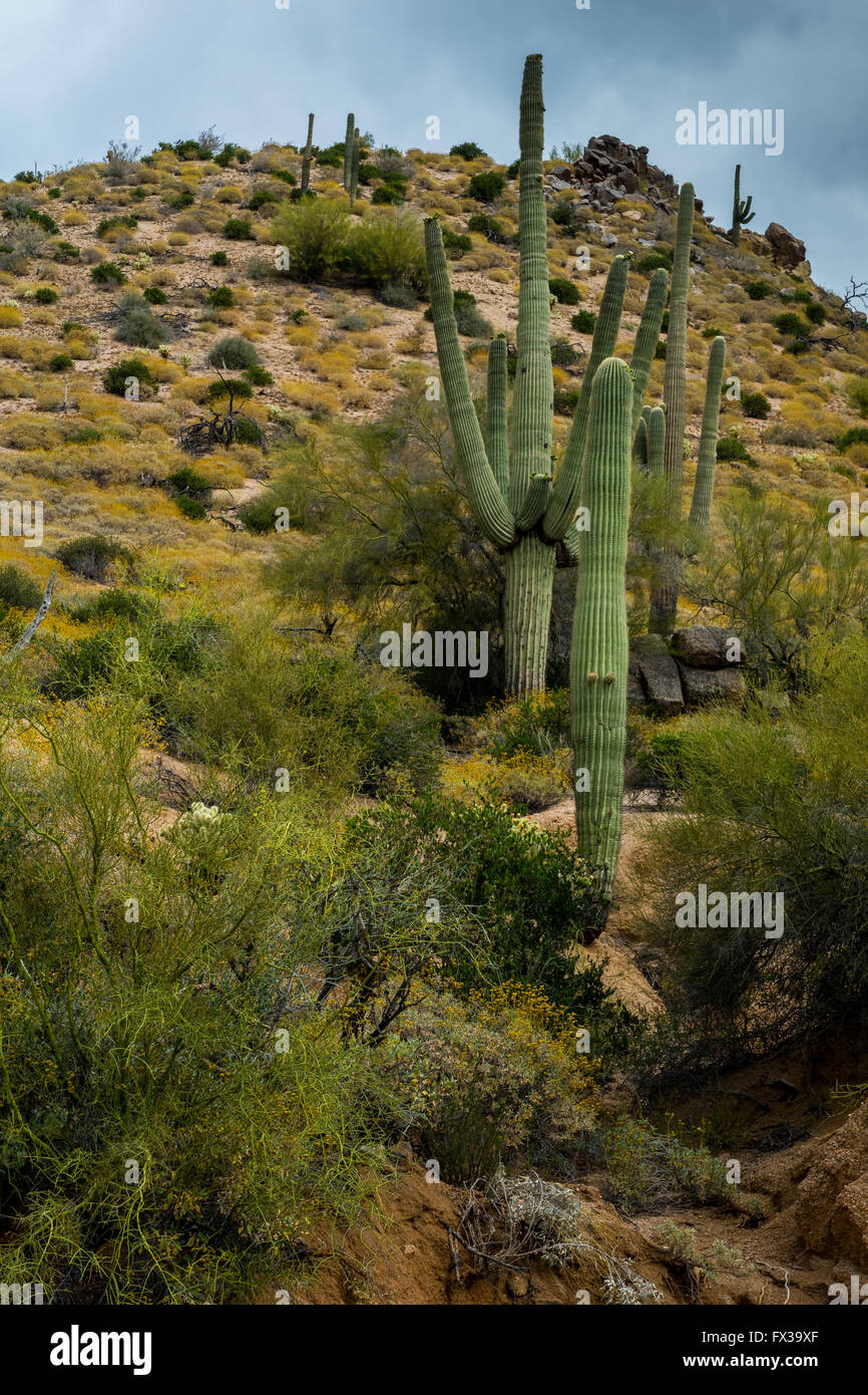 Hidden Treasures in the Arizona Desert Stock Photo - Alamy