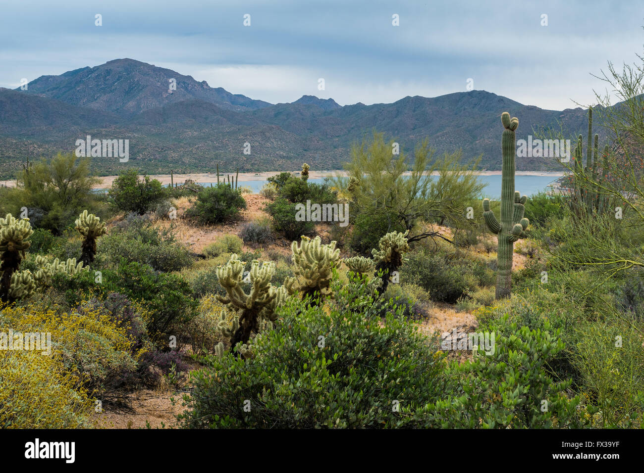 Hidden Treasures in the Arizona Desert Stock Photo - Alamy