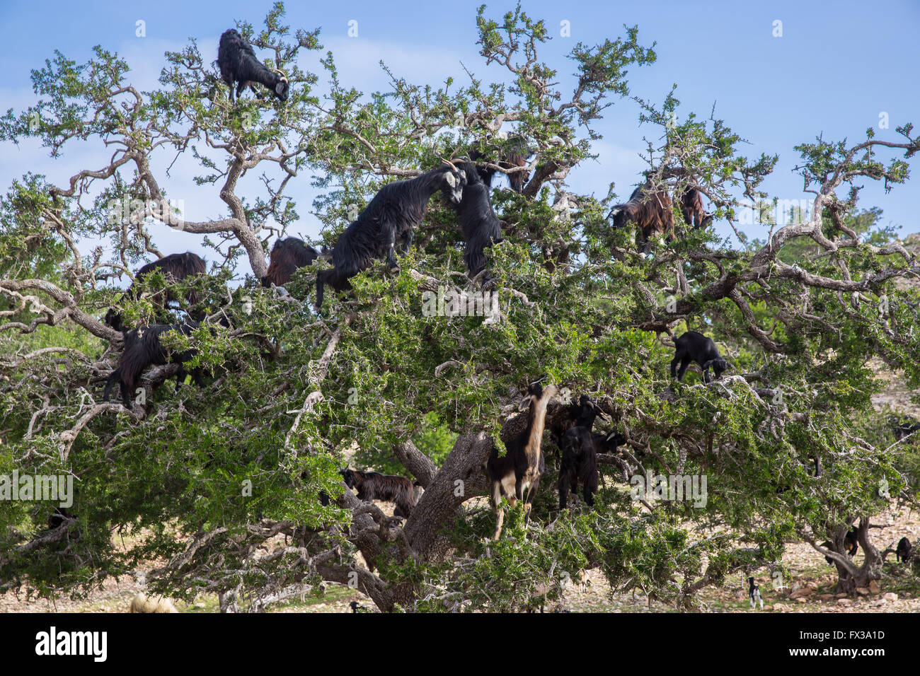 goats in trees in Morocco africa Stock Photo - Alamy