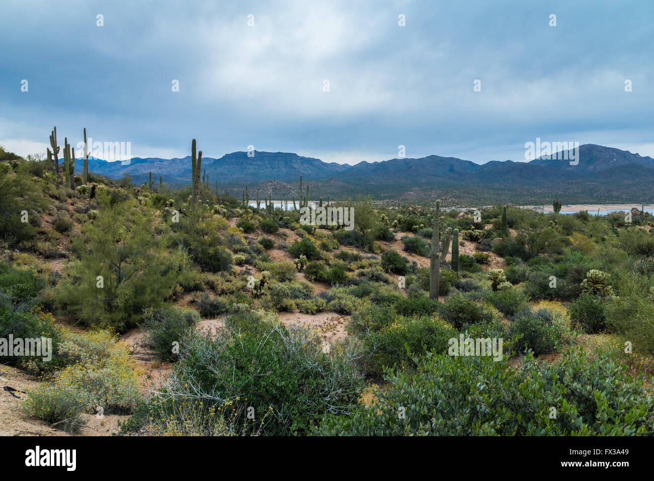 Hidden Treasures in the Arizona Desert Stock Photo - Alamy