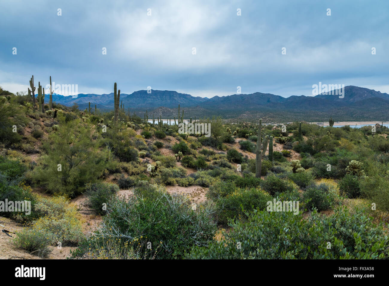 Hidden Treasures in the Arizona Desert Stock Photo - Alamy