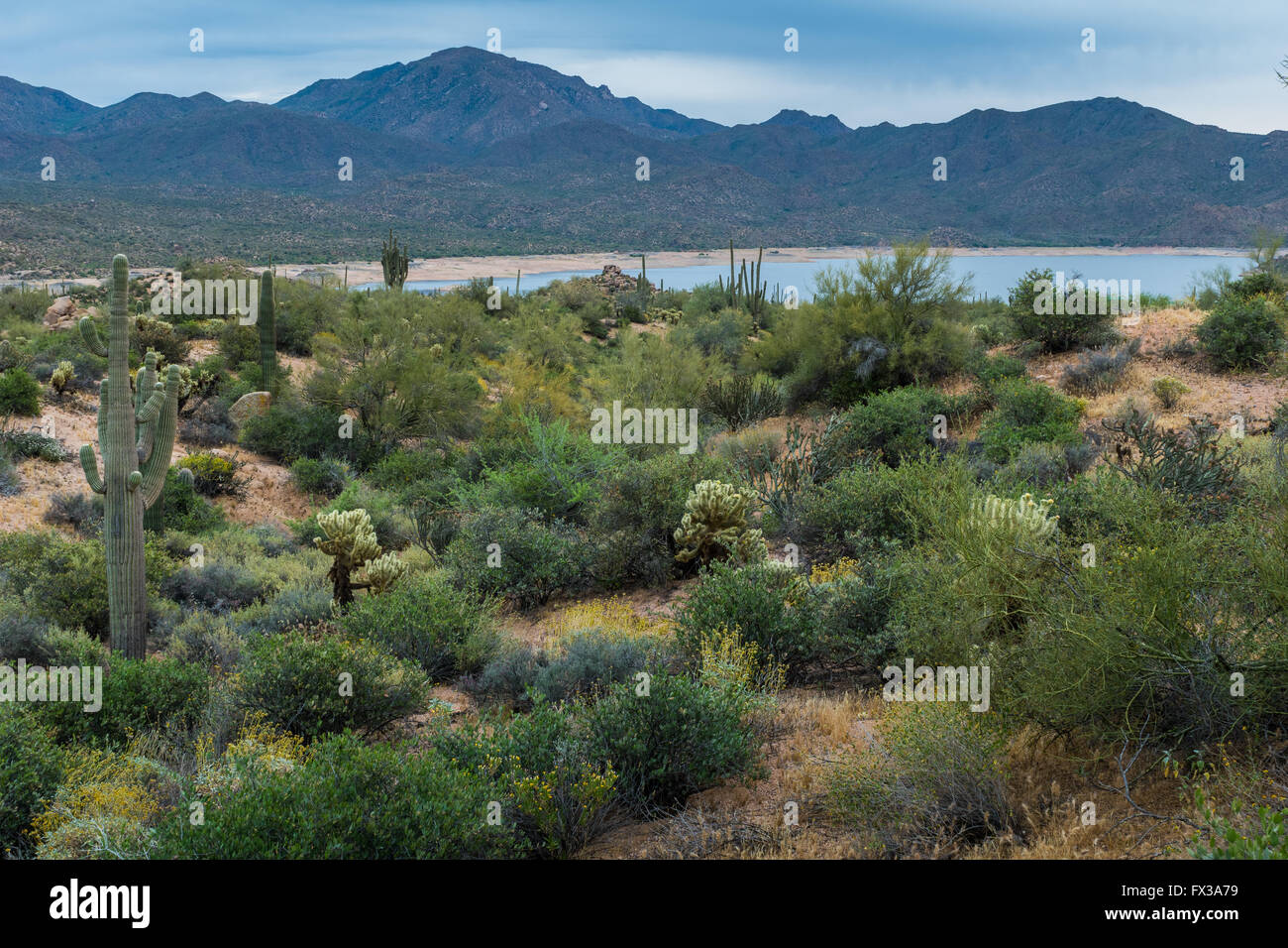 Hidden Treasures in the Arizona Desert Stock Photo - Alamy