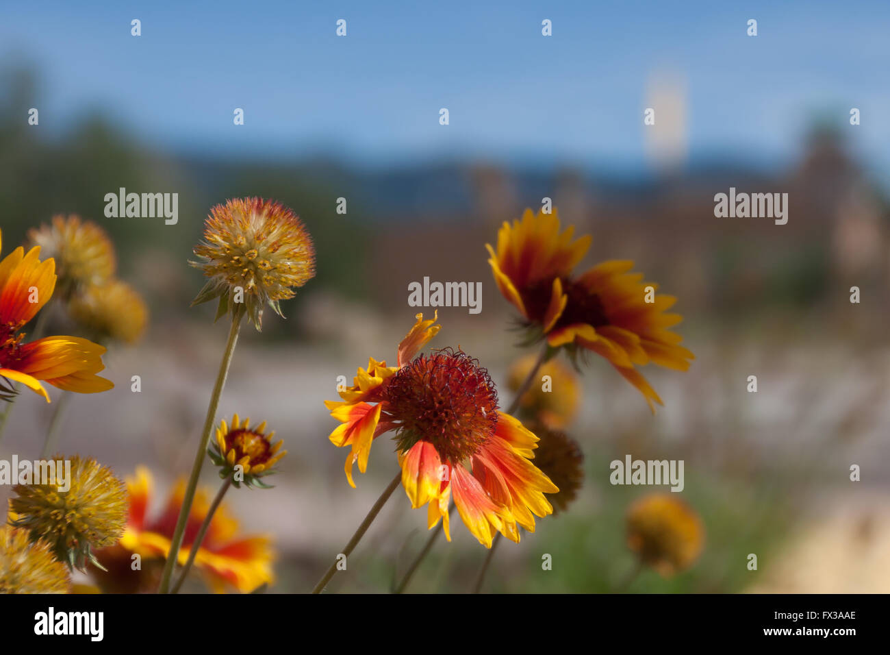 Pretty yellow petals hi-res stock photography and images - Alamy