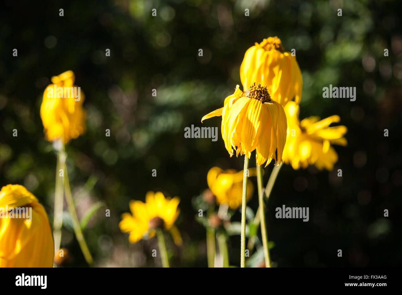 Wilting yellow flowers Stock Photo - Alamy