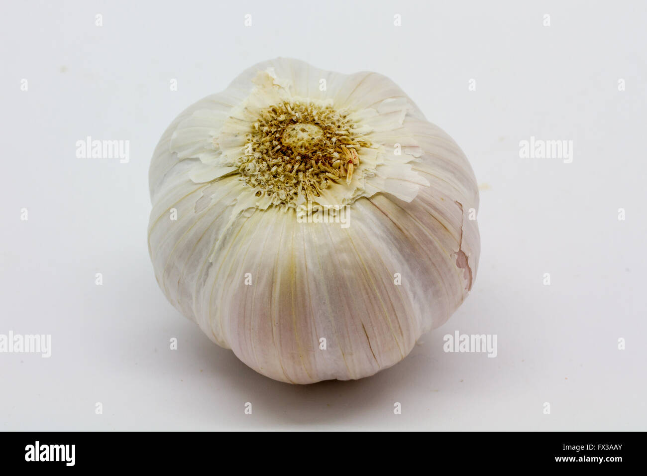 A bulb of garlic Stock Photo - Alamy