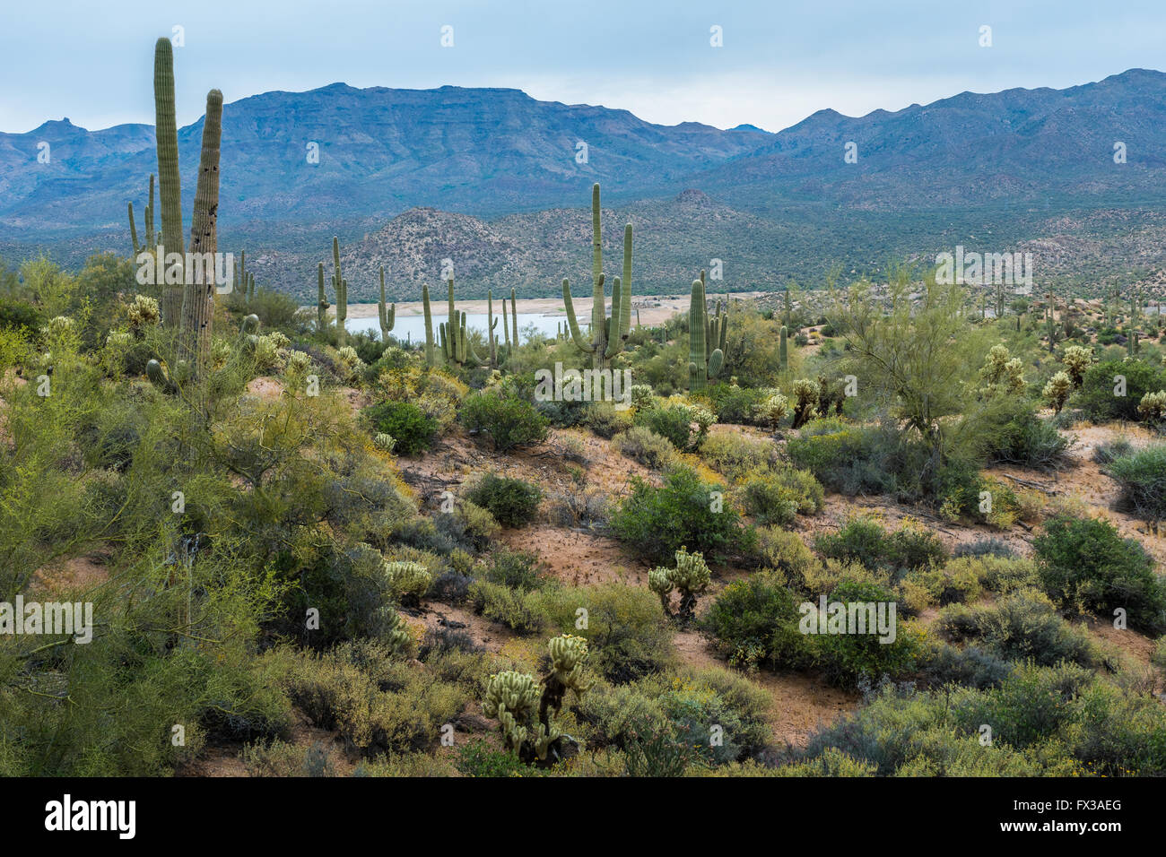 Hidden Treasures in the Arizona Desert Stock Photo - Alamy
