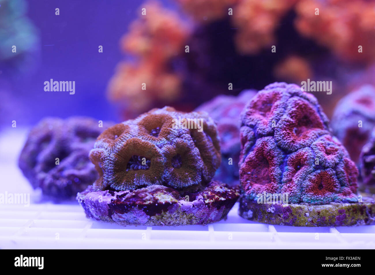 large polyp coral Stock Photo - Alamy
