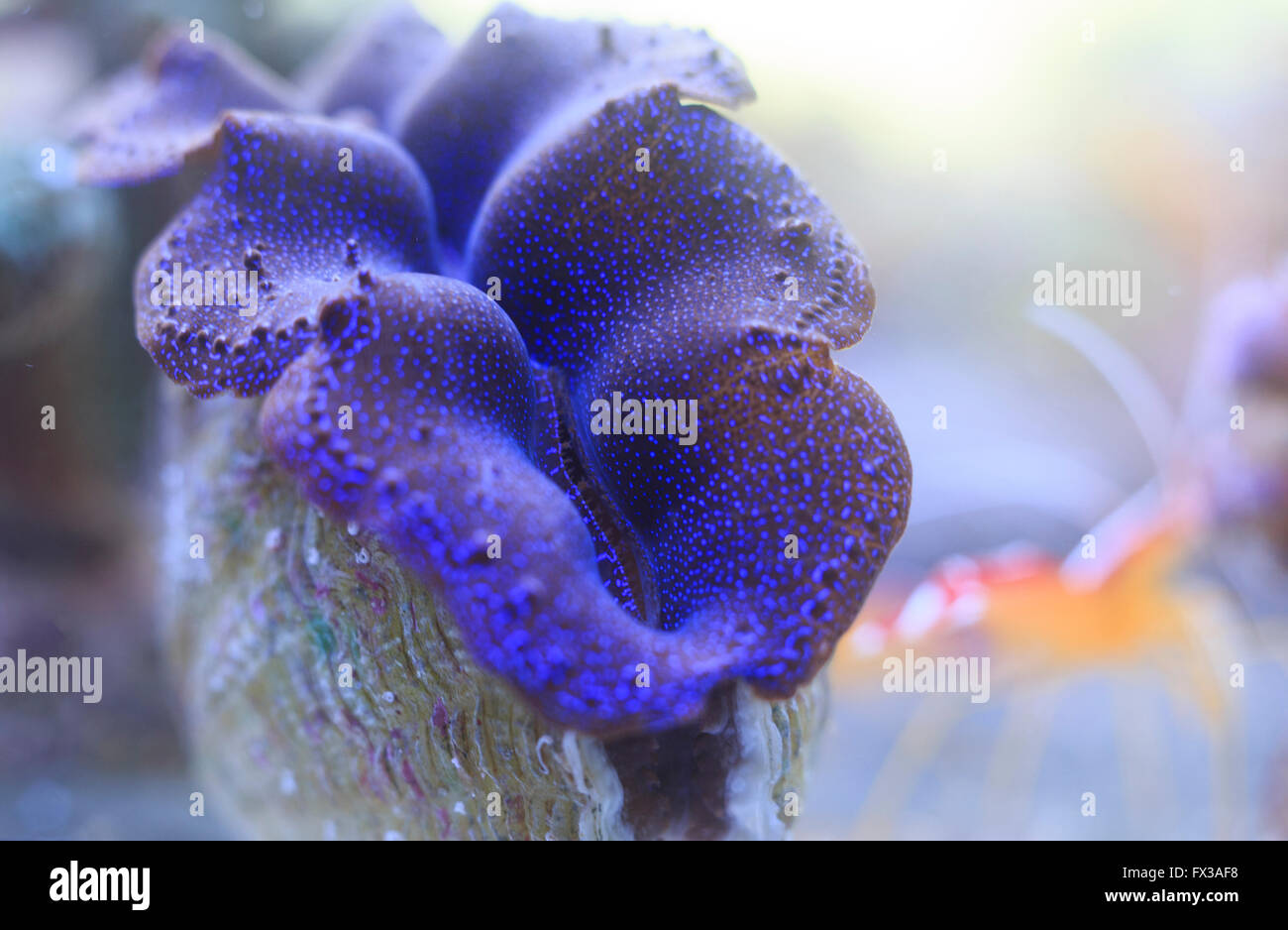 Giant tridacna clam Stock Photo - Alamy