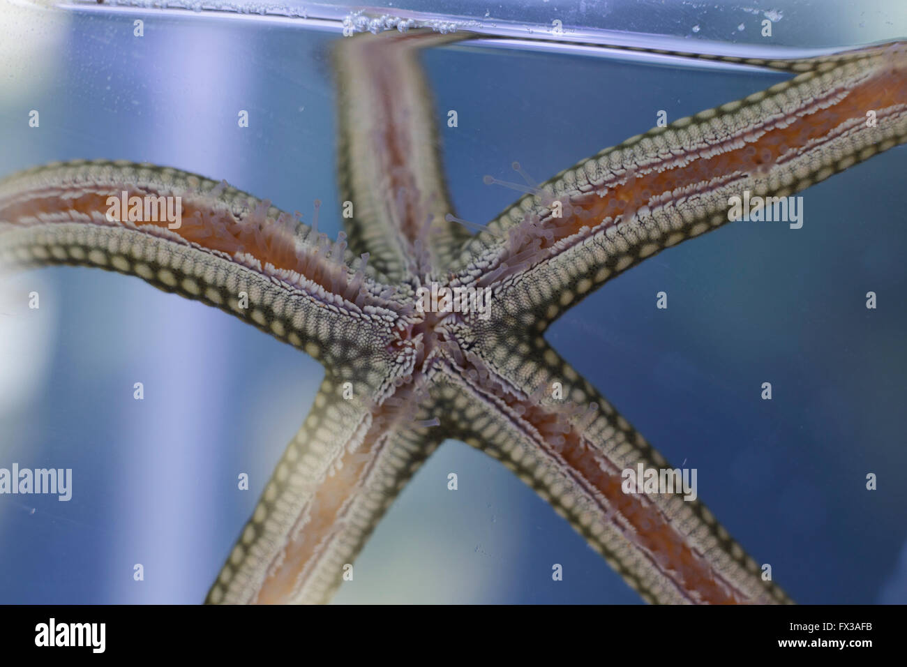Spiked starfish hi-res stock photography and images - Alamy
