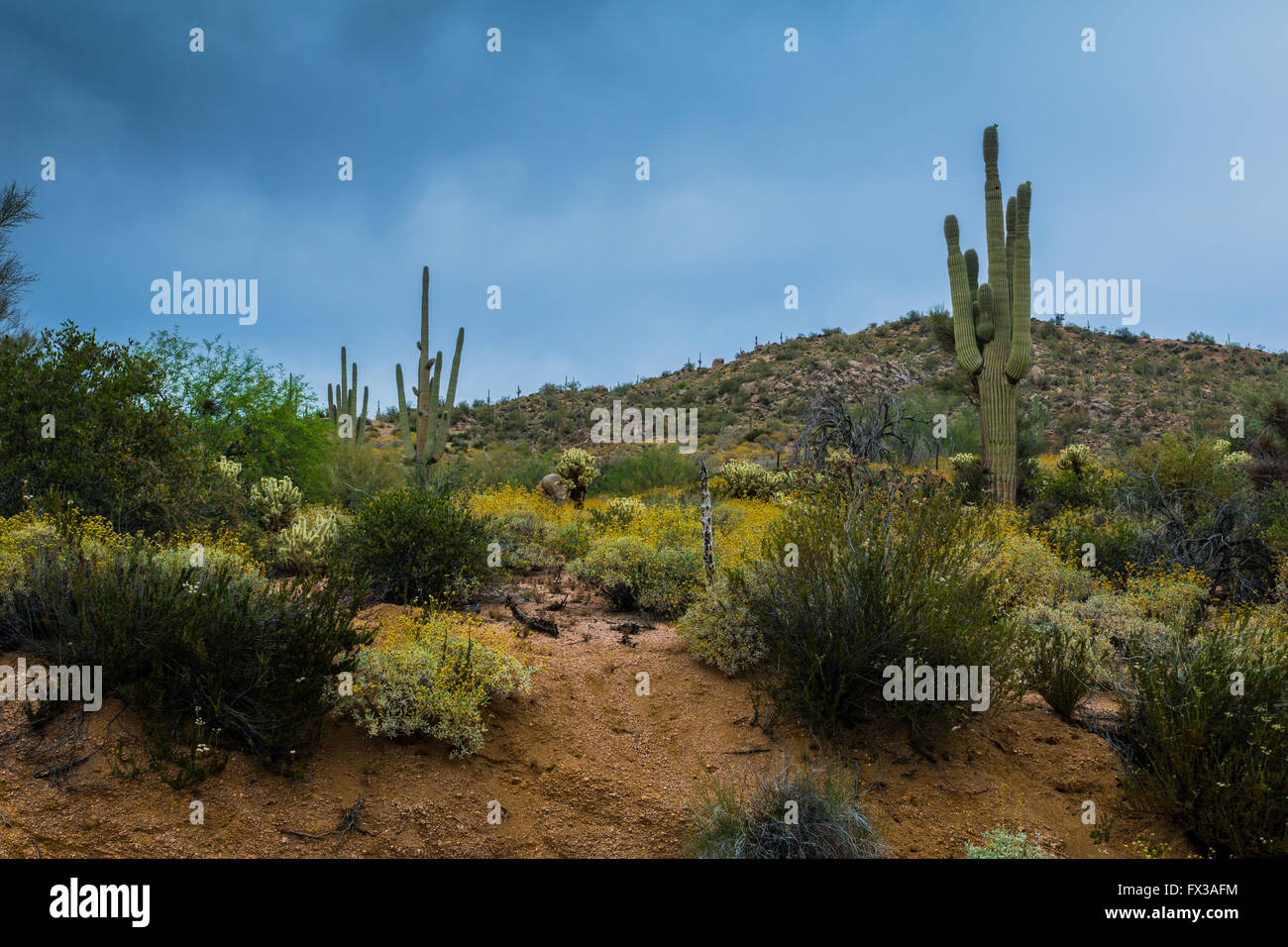 Hidden Treasures in the Arizona Desert Stock Photo - Alamy