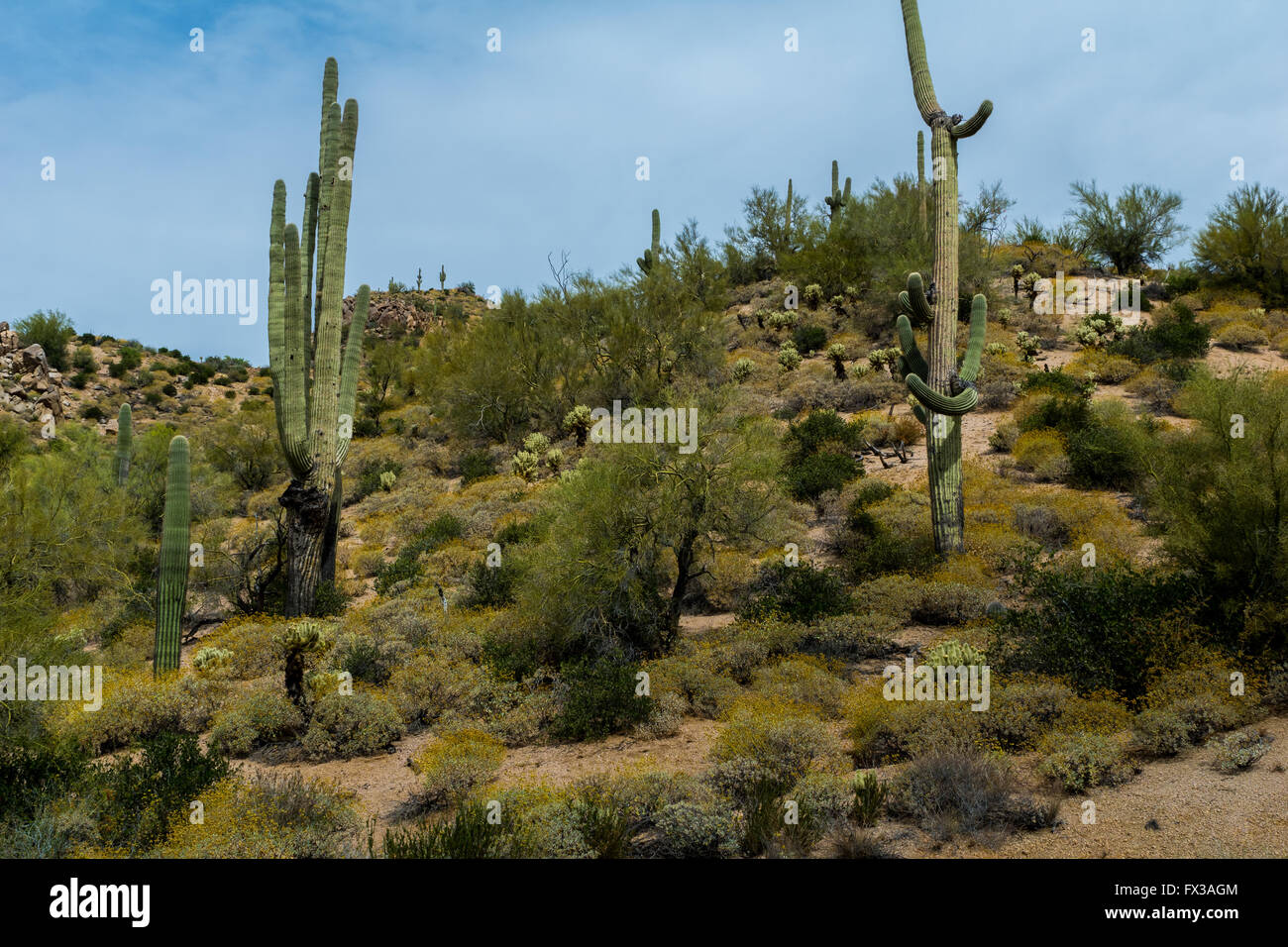 Hidden Treasures in the Arizona Desert Stock Photo - Alamy