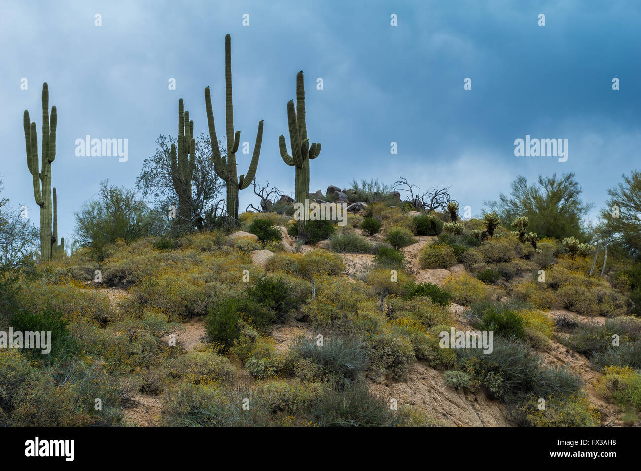 Hidden Treasures in the Arizona Desert Stock Photo - Alamy